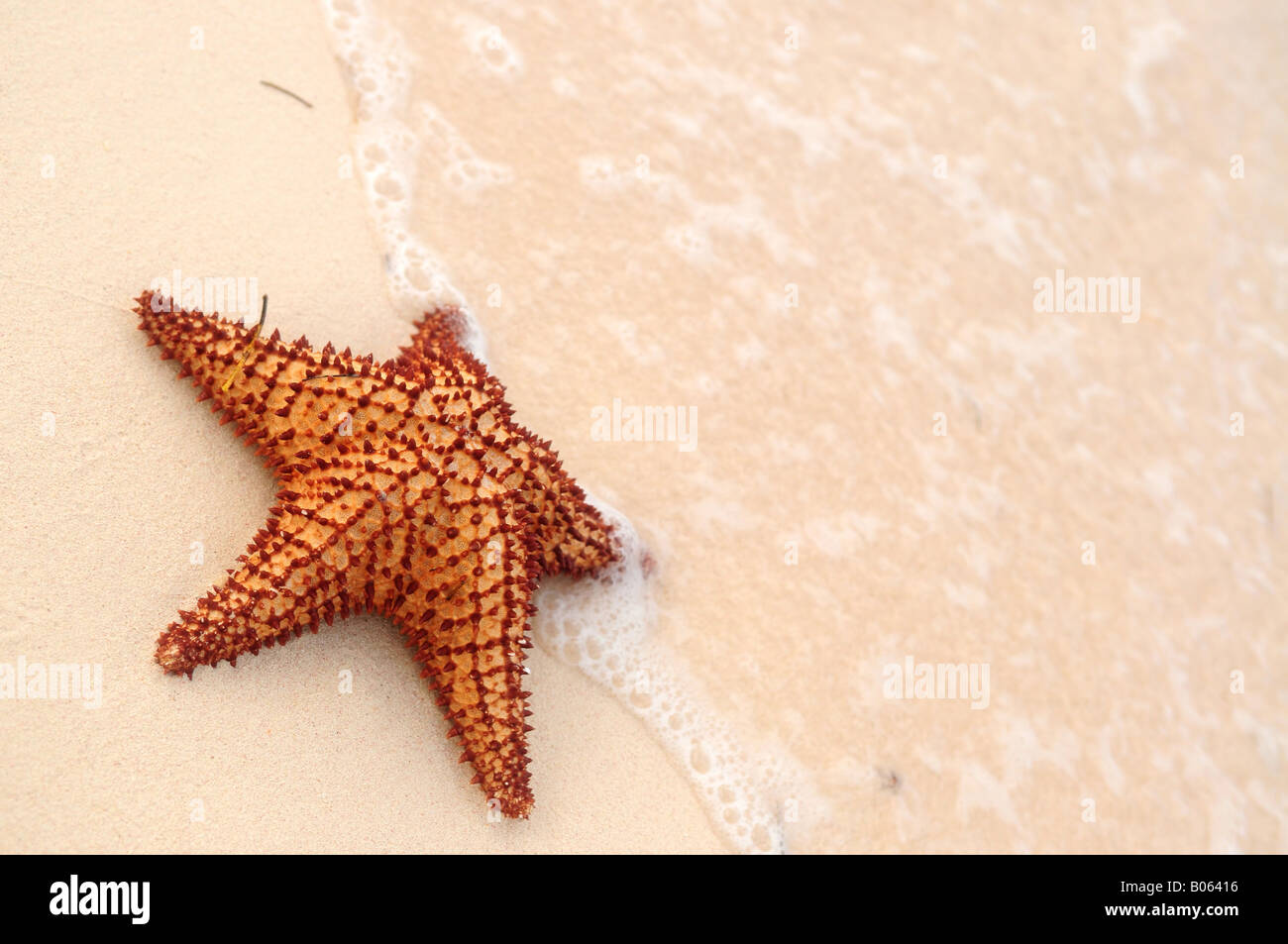 Starfish and ocean wave on sandy tropical beach Stock Photo - Alamy