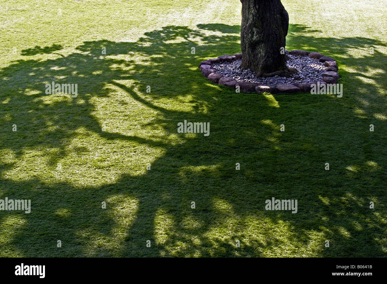 Tree and midday shadow Stock Photo - Alamy