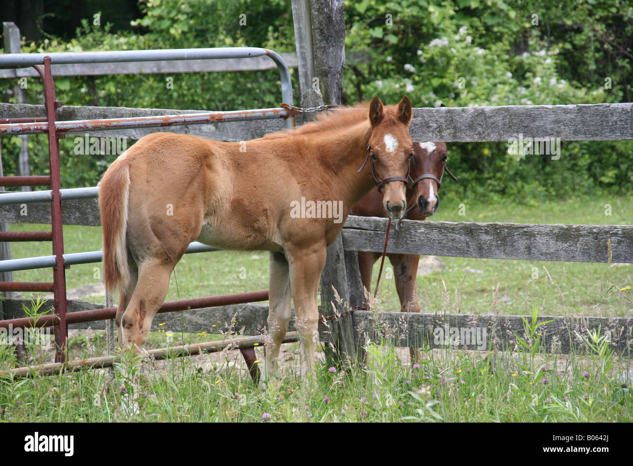 Photo of two foals standing by a fence Stock Photo - Alamy