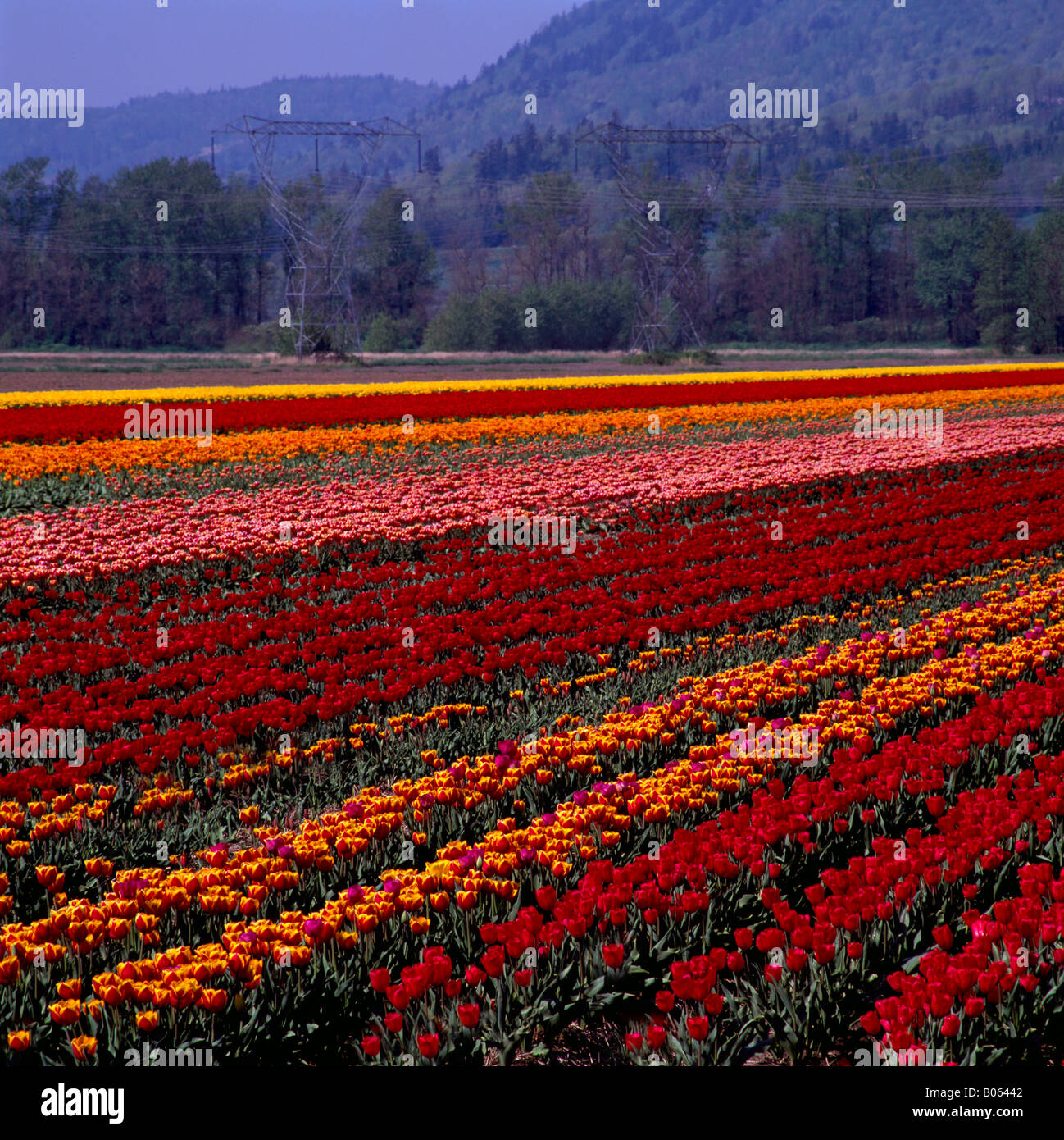 Tulips in Bloom in Field at Tulip Bulb Farm near Abbotsford and ...