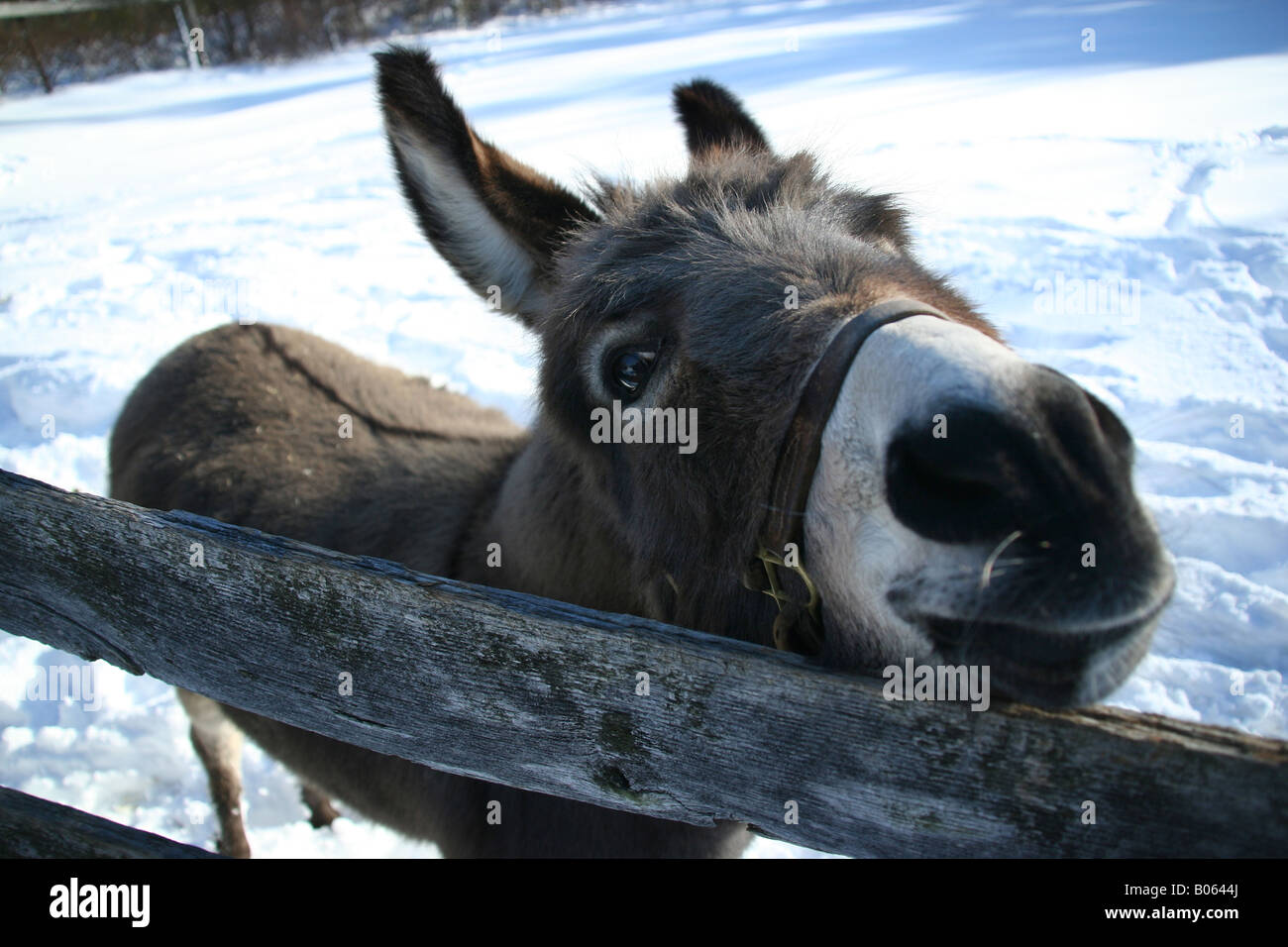 Image of a smiling donkey outside in the snow Stock Photo - Alamy