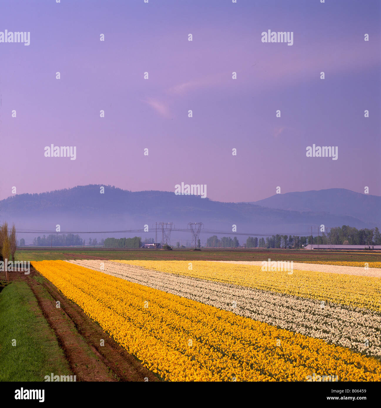 Bc bulb hi-res stock photography and images - Alamy