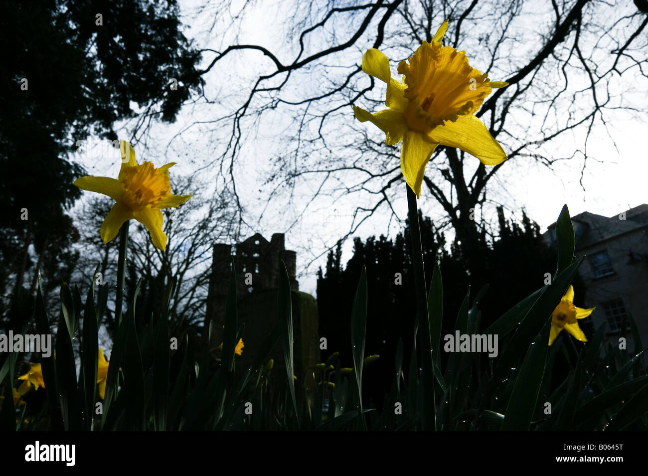 Worm's eye view of daffodils bare trees and silhouetted abbey ruin in ...