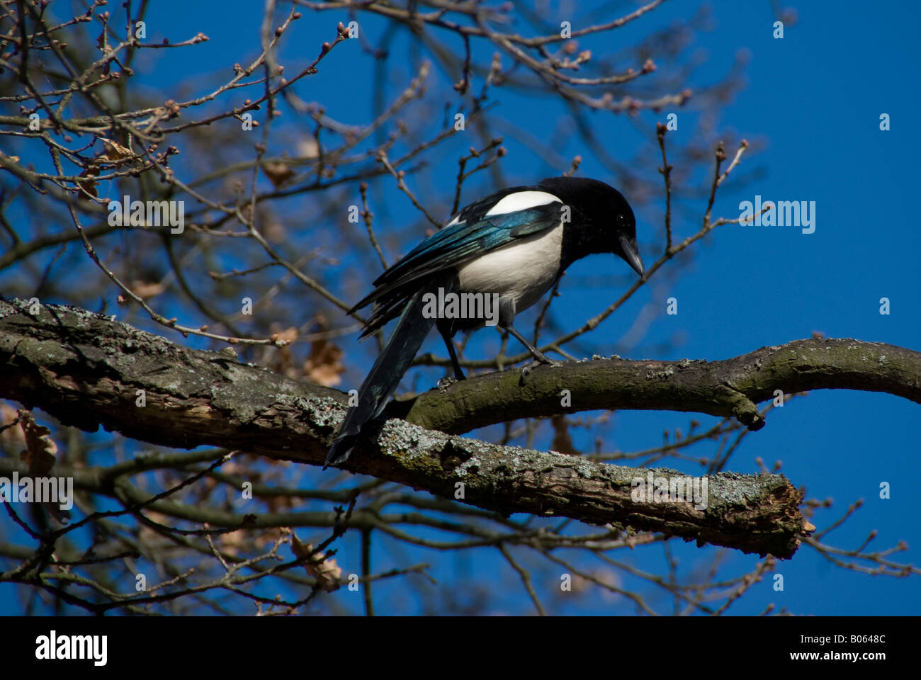 An european magpie sitting on a tree branch Stock Photo - Alamy