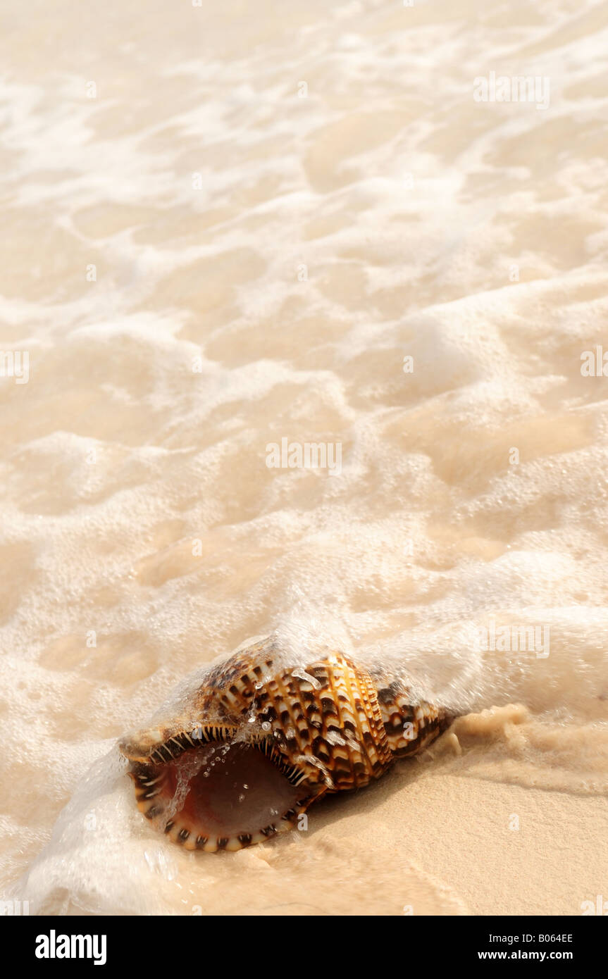 Waves surf beach tropical hi-res stock photography and images - Alamy
