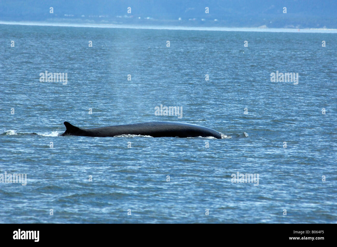 Canada, Quebec. Whale watching on the St. Lawrence River, fin whale ...