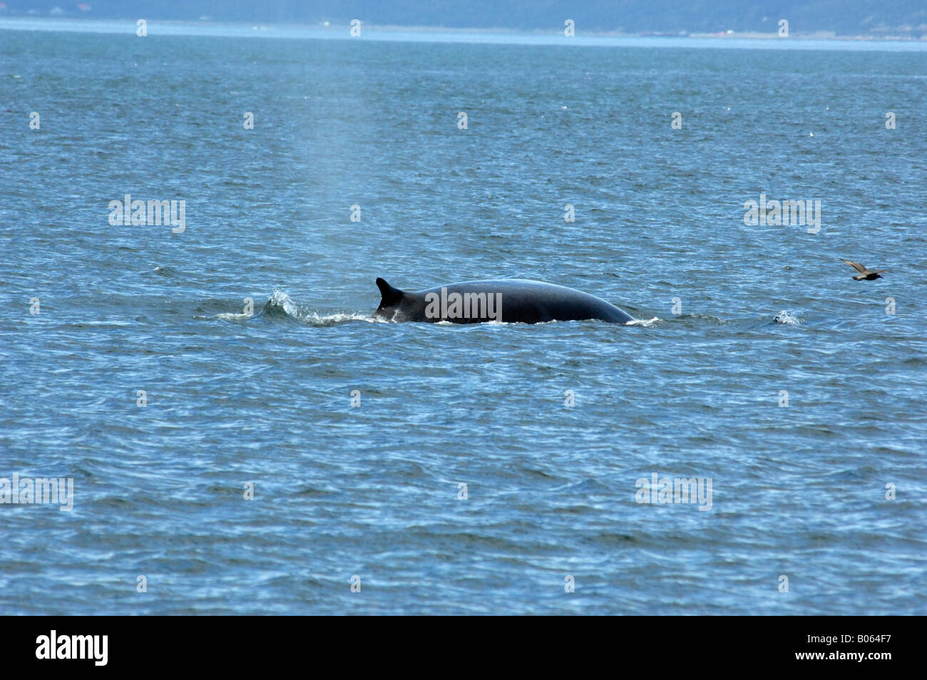 Canada, Quebec. Whale watching on the St. Lawrence River, fin whale ...