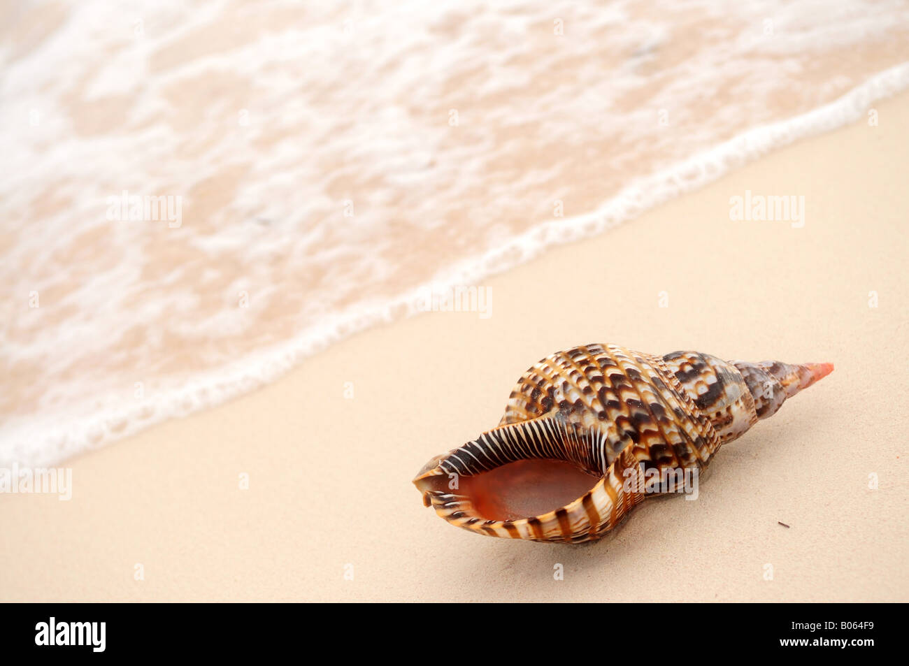 Seashell and ocean wave on sandy tropical beach Stock Photo - Alamy