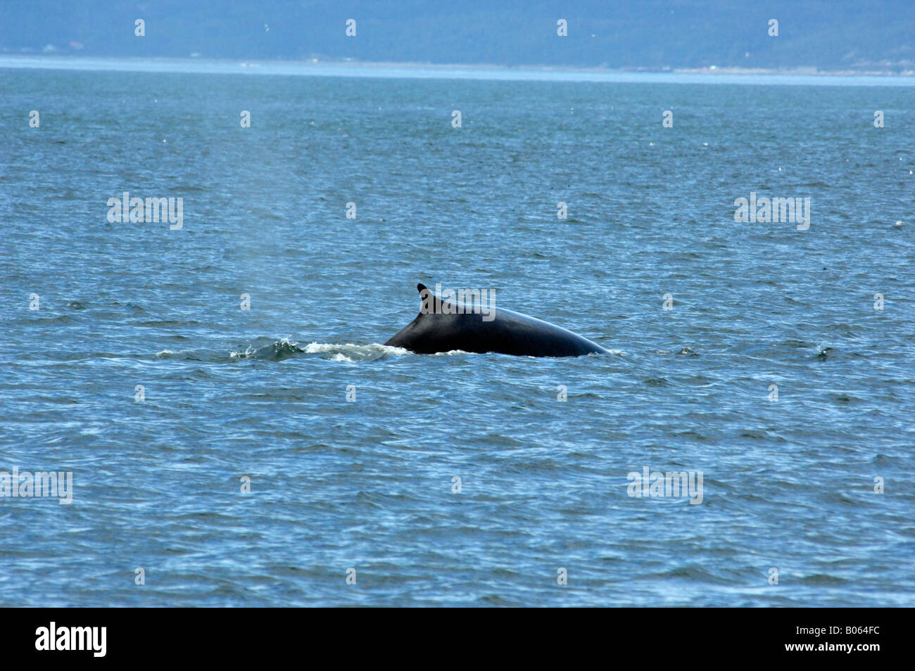 Canada, Quebec. Whale watching on the St. Lawrence River, fin whale ...
