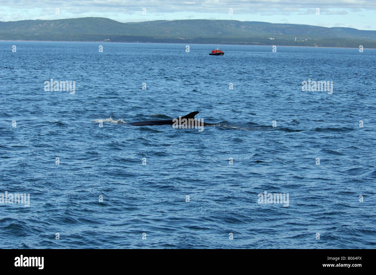 Canada, Quebec. Whale watching on the St. Lawrence River, fin whale ...