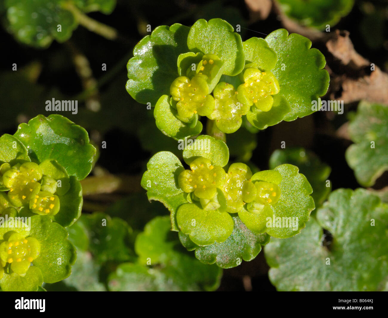 Alternate-leaved Golden Saxifrage, chrysosplenium alternifolium Stock ...
