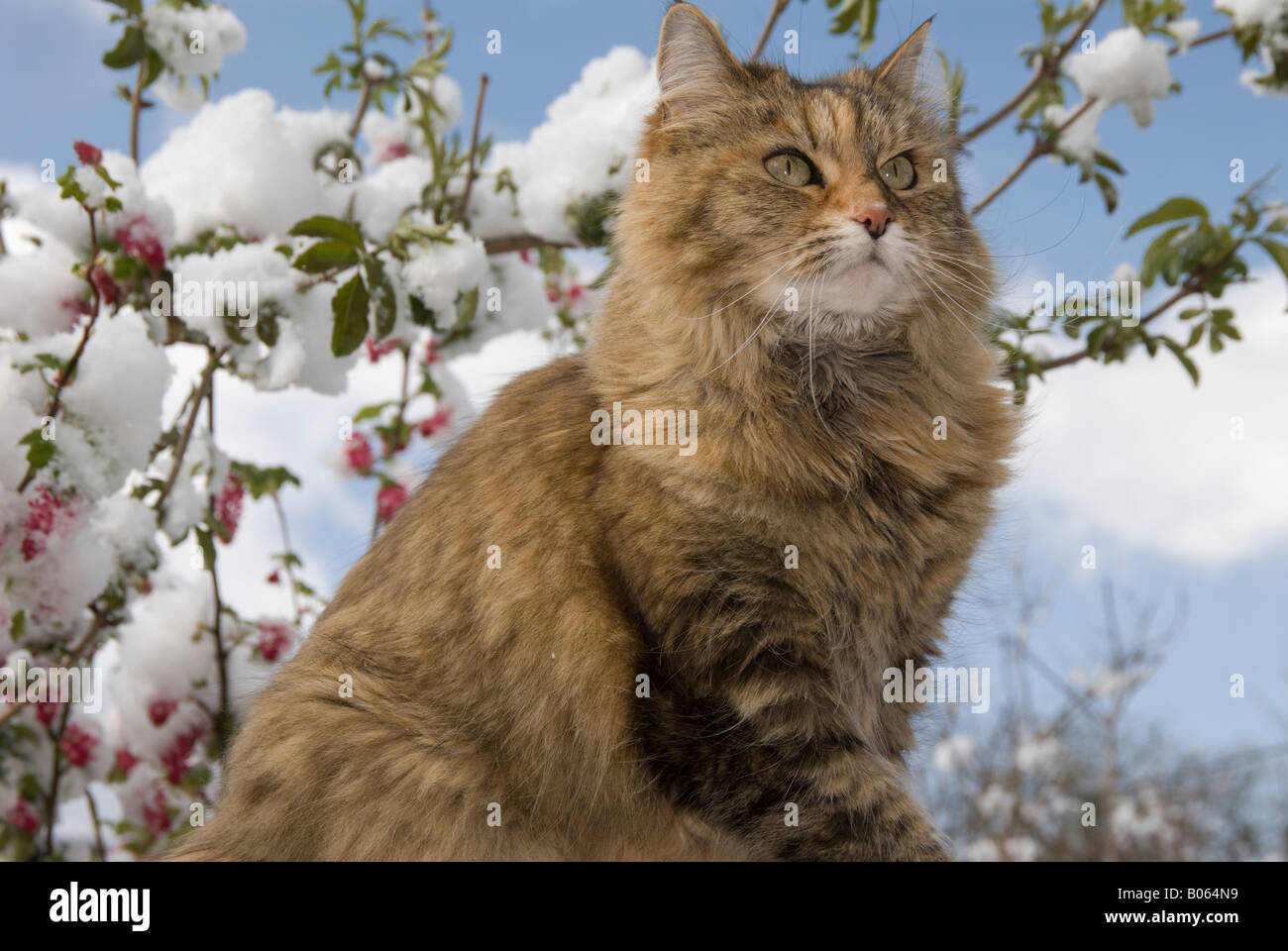 A long haired tabby cat sitting on a fence on a snowy day Stock Photo - Alamy