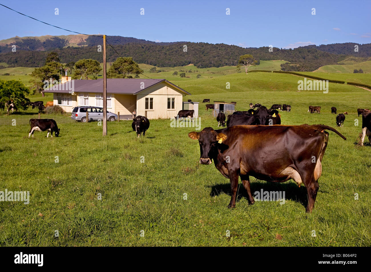 Brown beef cattle hi-res stock photography and images - Alamy