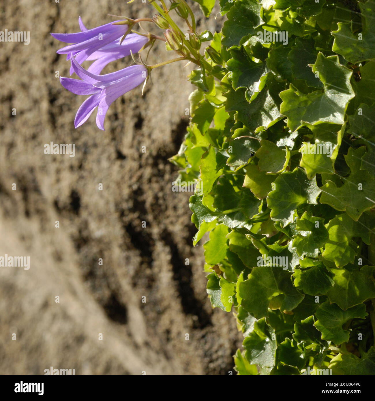 Adria Bellflower or Dalmatian Bellflower, campanula portenschlagiana ...