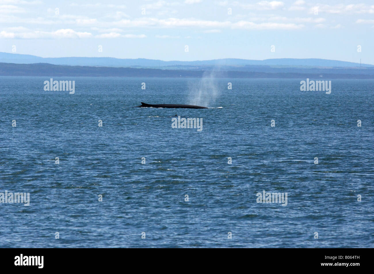 Canada, Quebec. Whale watching on the St. Lawrence River, fin whale ...