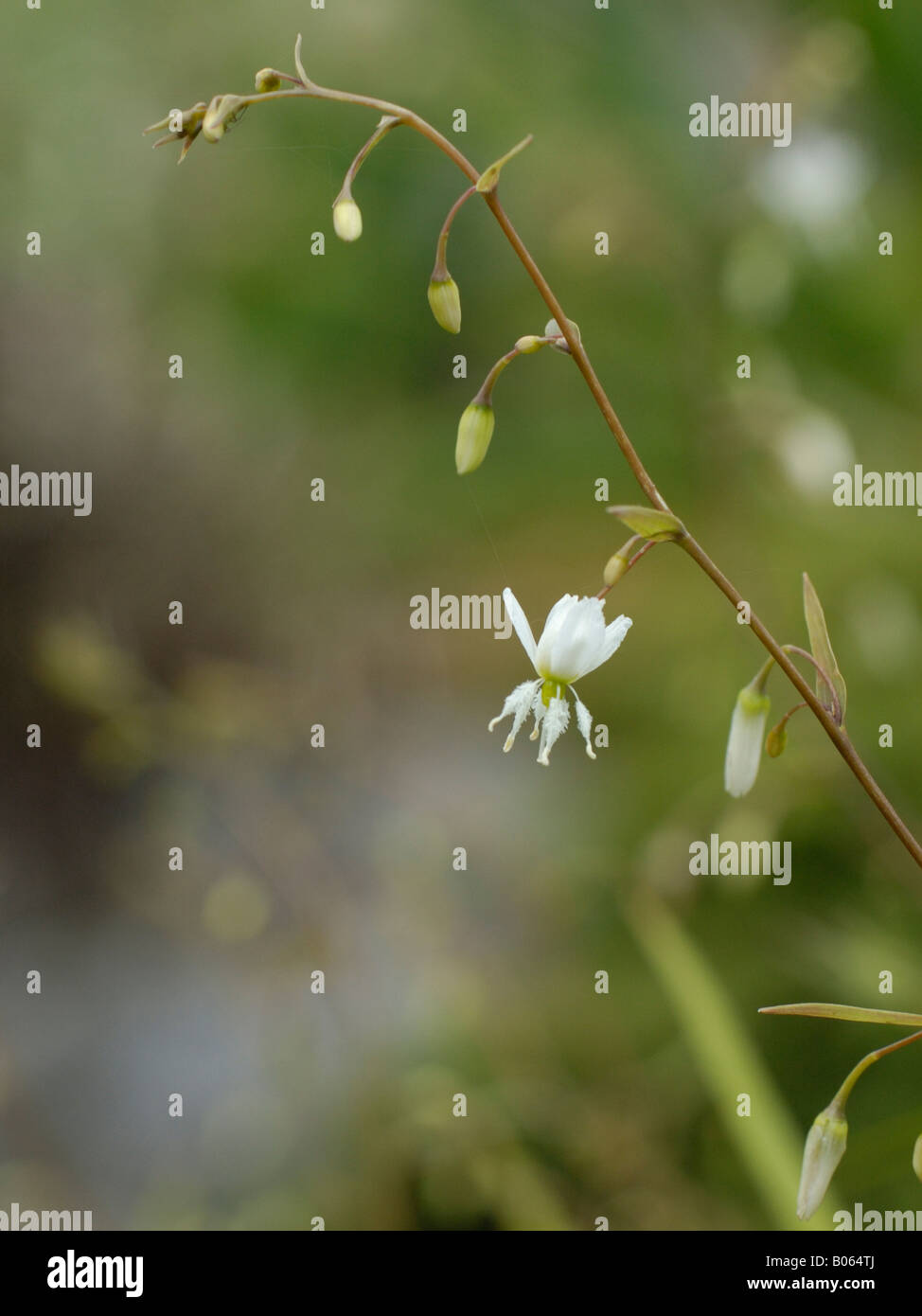 Forest Floor Lily or Small Renga Lilly, arthropodium candidum Stock ...