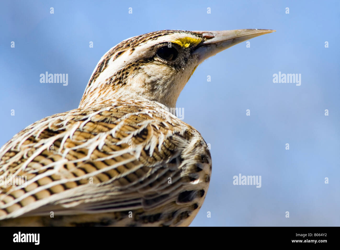 Male western meadowlark (Sturnella neglecta), Southern Arizona, USA ...