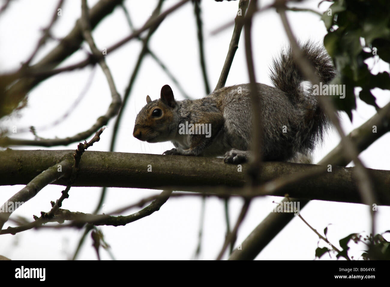 grey squirrel crawling along tree branch Sciurus carolinensis Stock ...