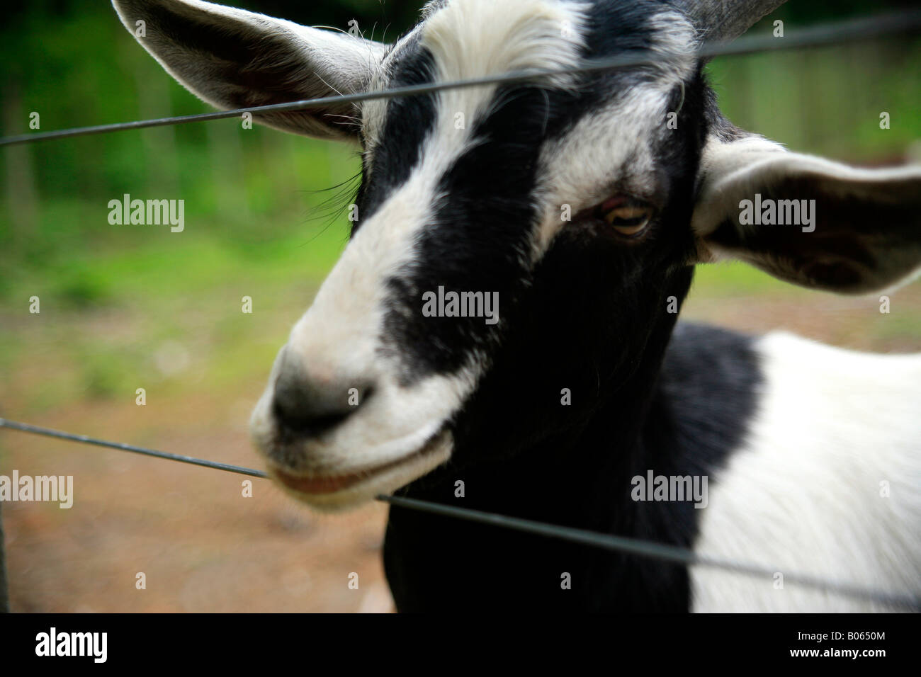 Goat, North Island, New Zealand Stock Photo - Alamy