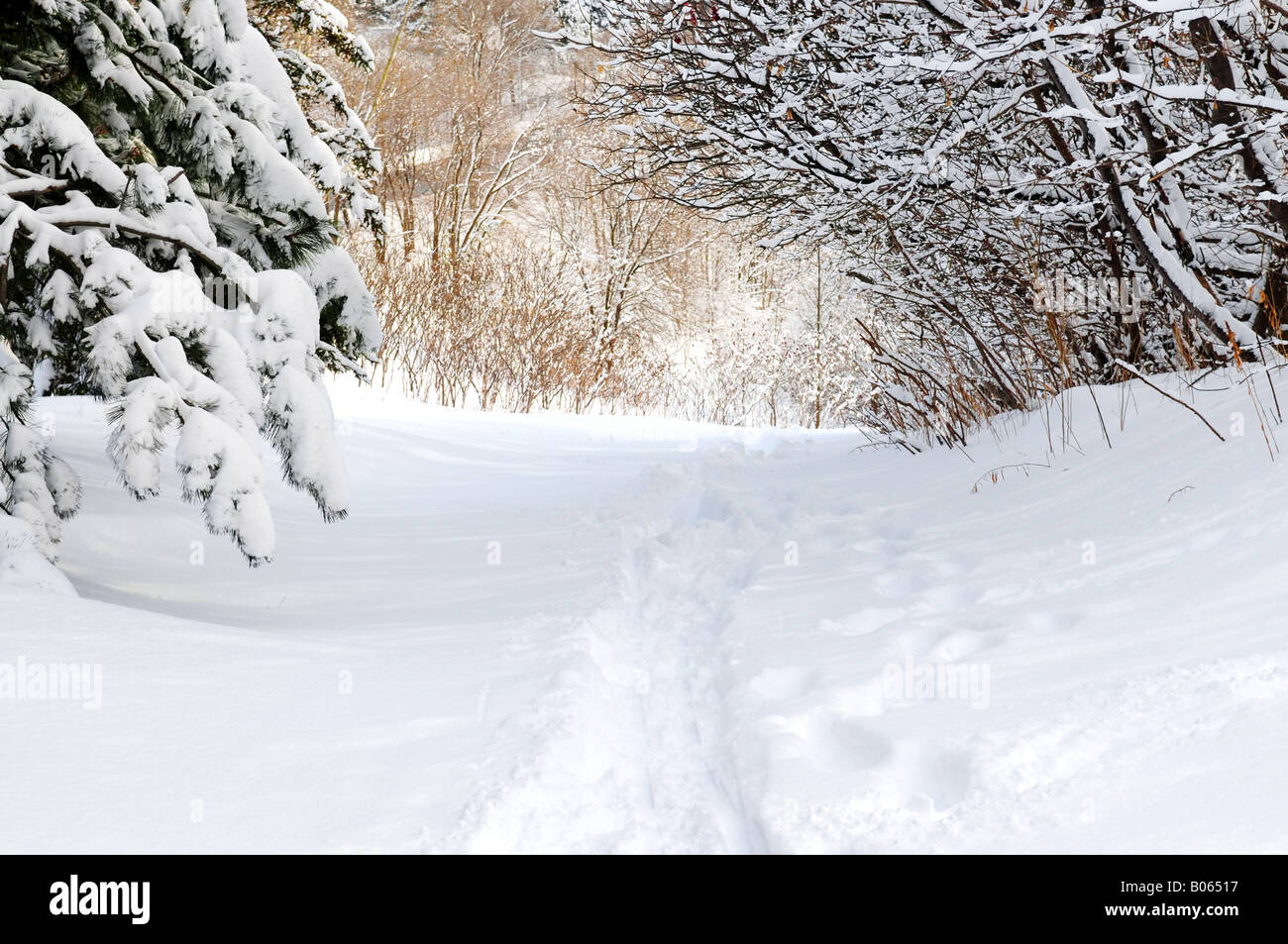 Path in winter forest after a snowfall Stock Photo - Alamy