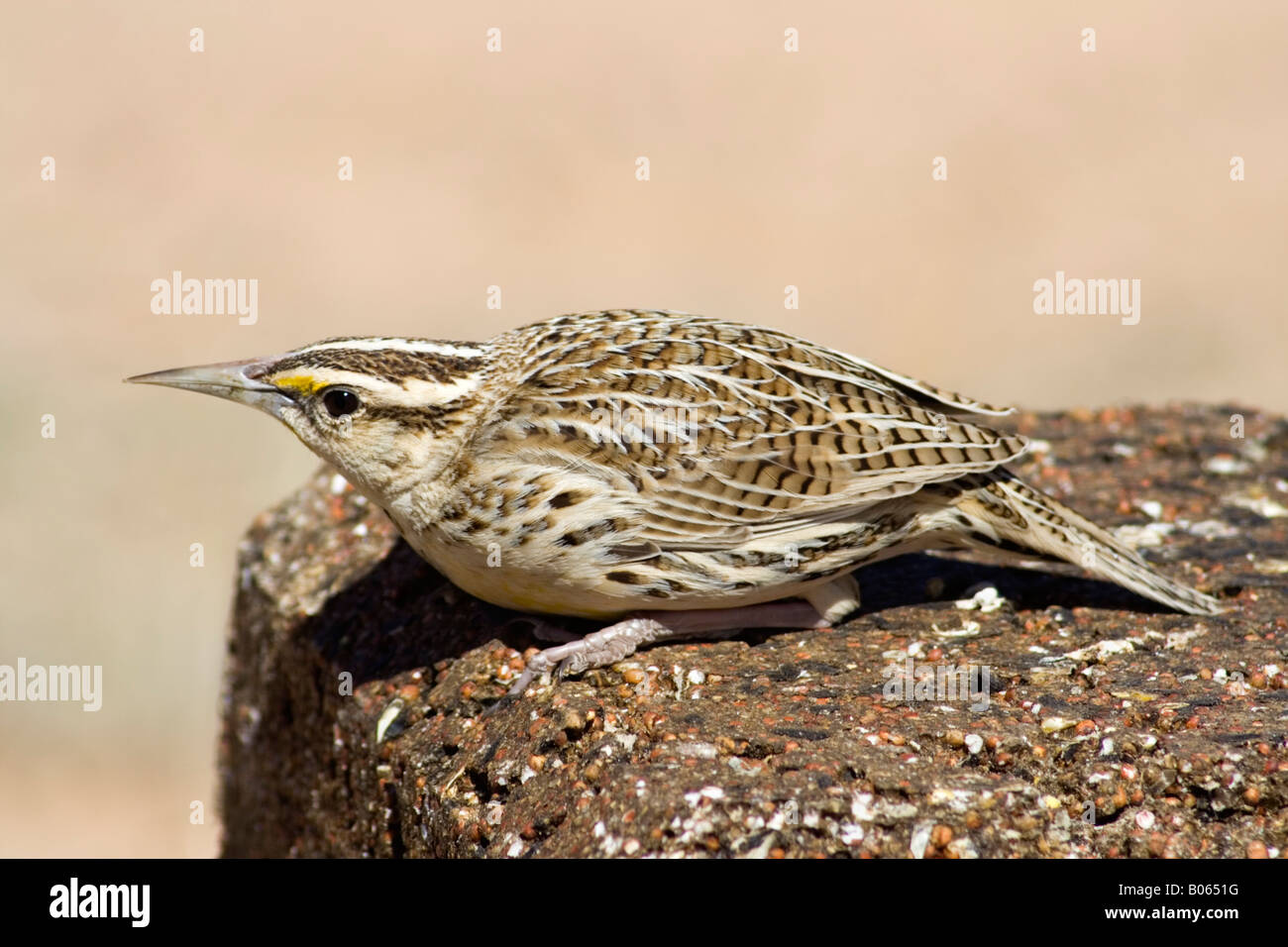 Male western meadowlark (Sturnella neglecta) on a seed block, Arizona ...
