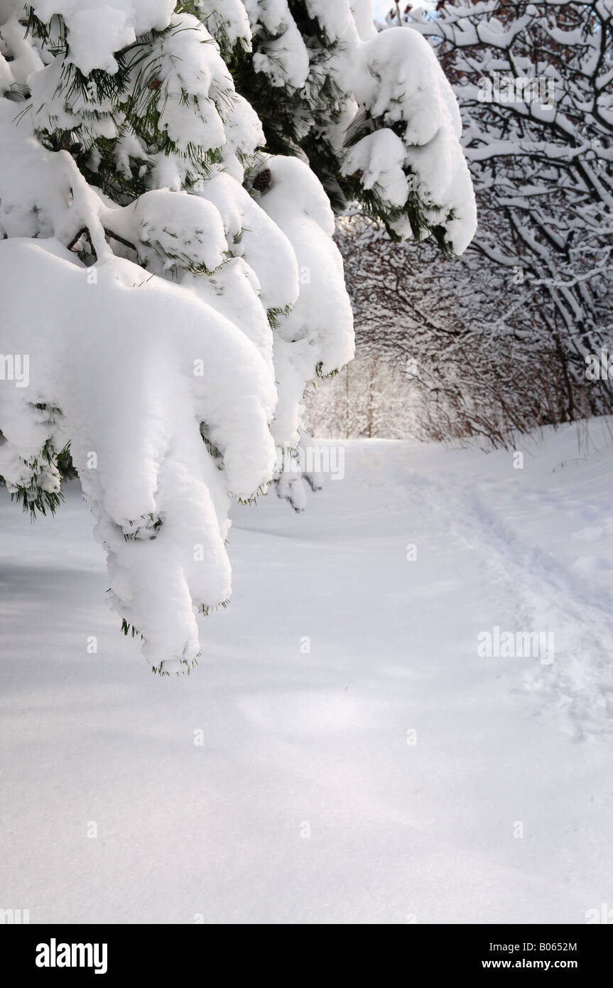 Path in winter forest after a snowfall Stock Photo - Alamy