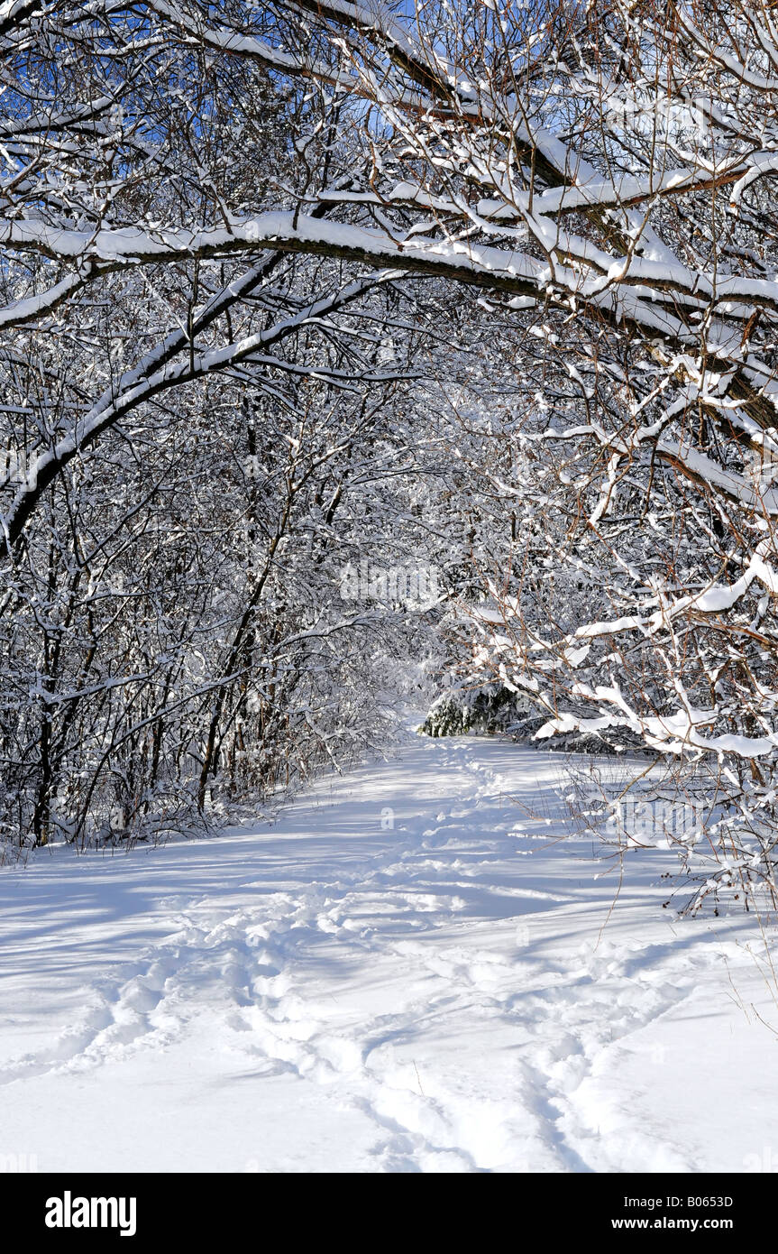 Path in winter forest after a snowfall Stock Photo - Alamy