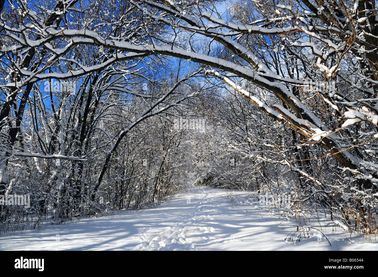 Path in winter forest after a snowfall Stock Photo - Alamy