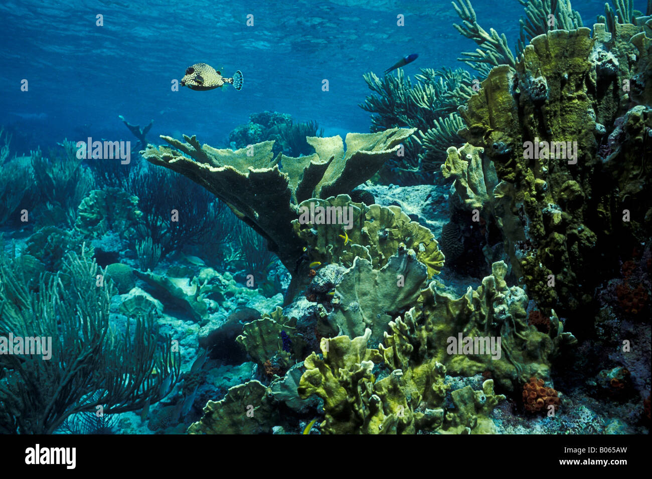 Snorkle reef hi-res stock photography and images - Alamy