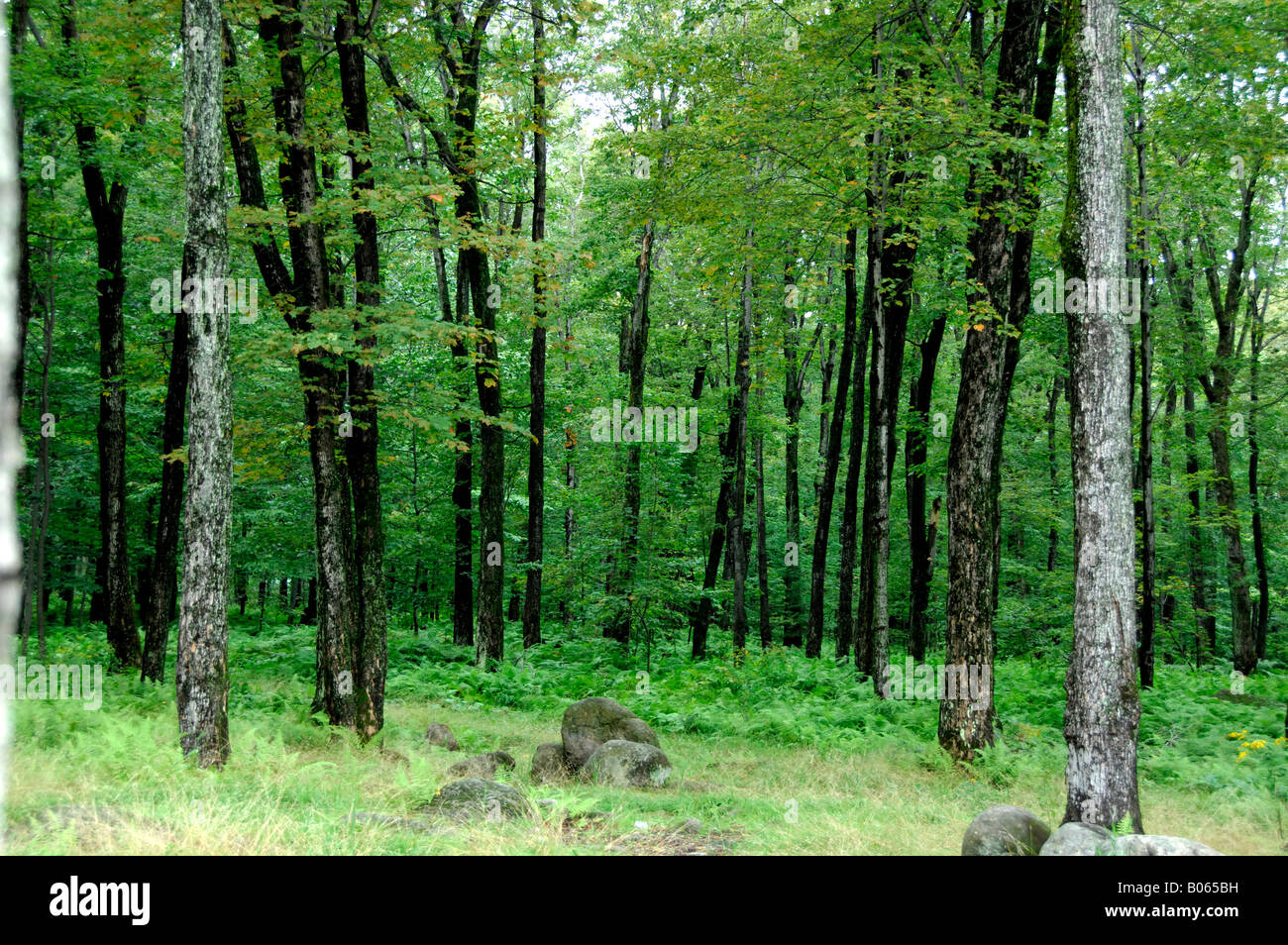 Canada, Quebec. Sugar Shack aka le Chemin du Roy, maple tree forest ...