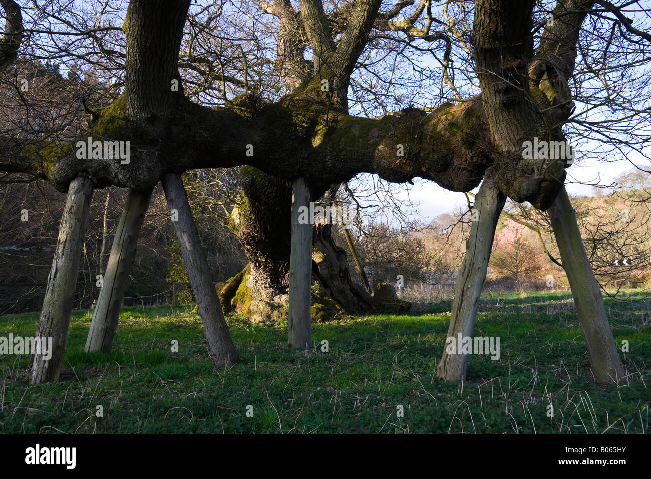 The Capon Tree historic 500 year old oak remnant of ancient Jed Forest ... The Capon Tree historic 500 year old oak remnant of ancient Jed Forest ...