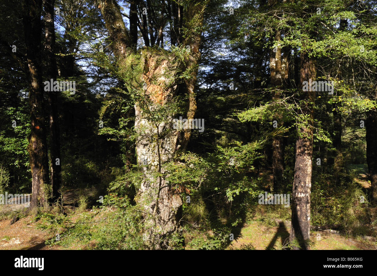 Nz bush hi-res stock photography and images - Alamy