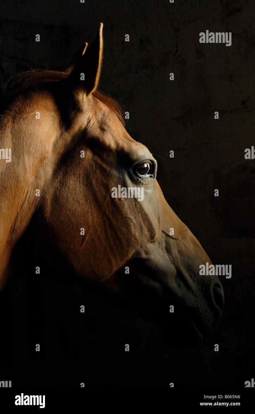 Portrait of the red horse in dark stable Stock Photo - Alamy