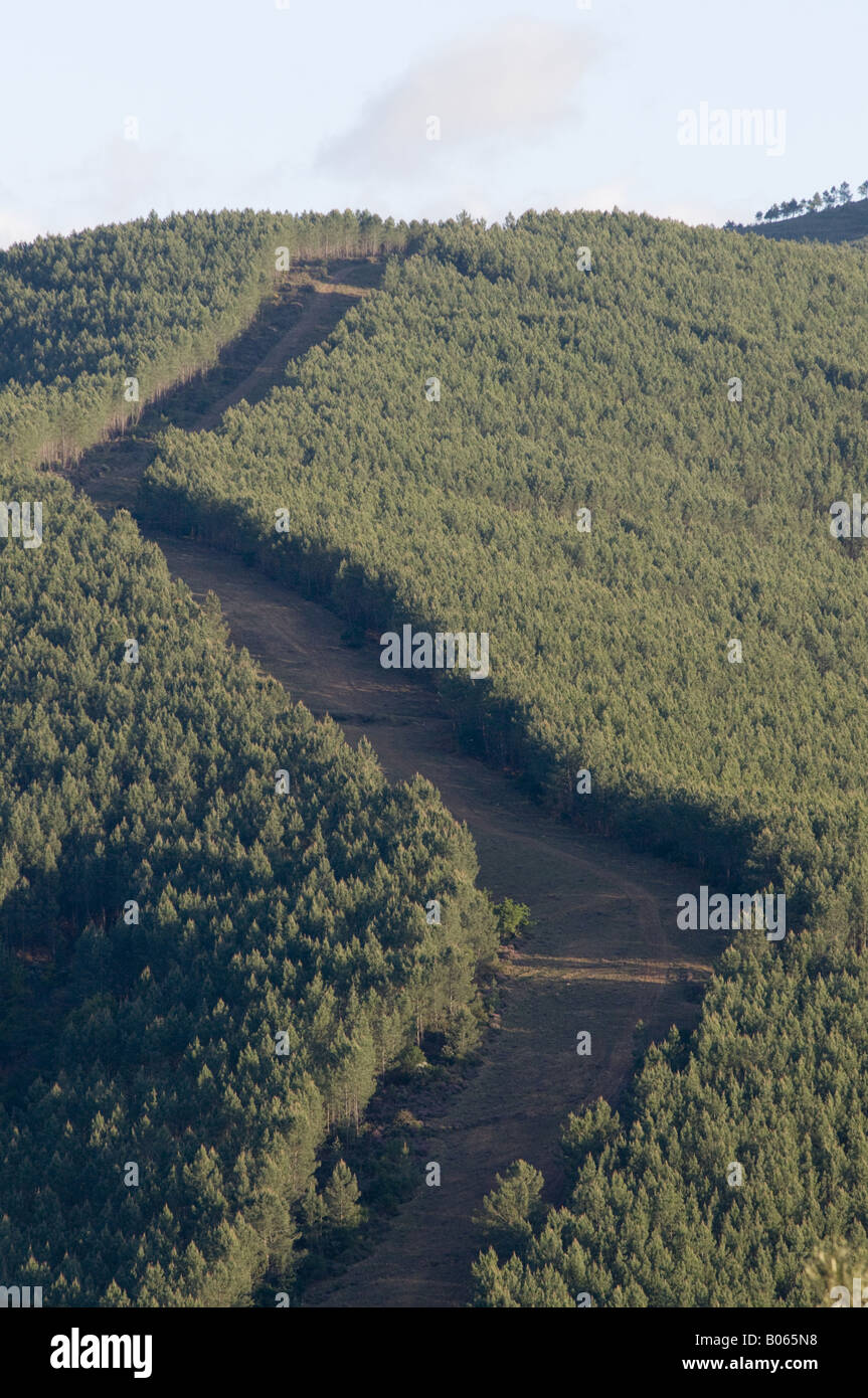 Fire break in a pine wood forest, Portugal Stock Photo - Alamy
