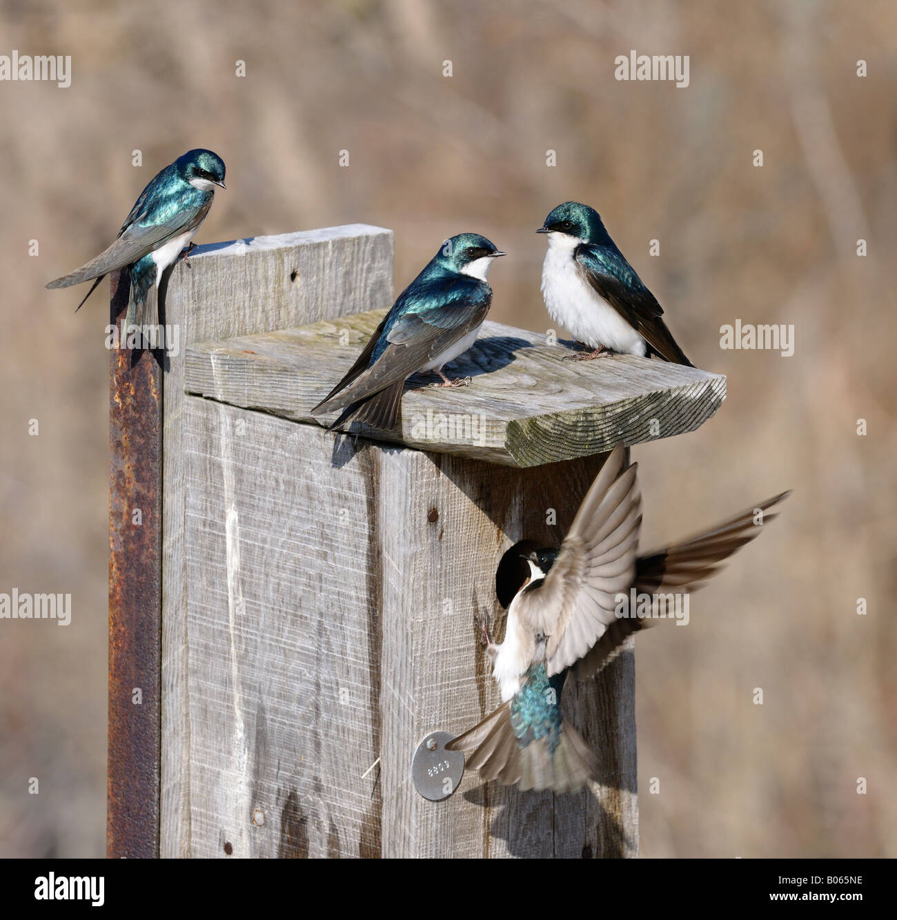 Tree swallows on a nesting box at Toronto Leslie Street Spit Tommy ...