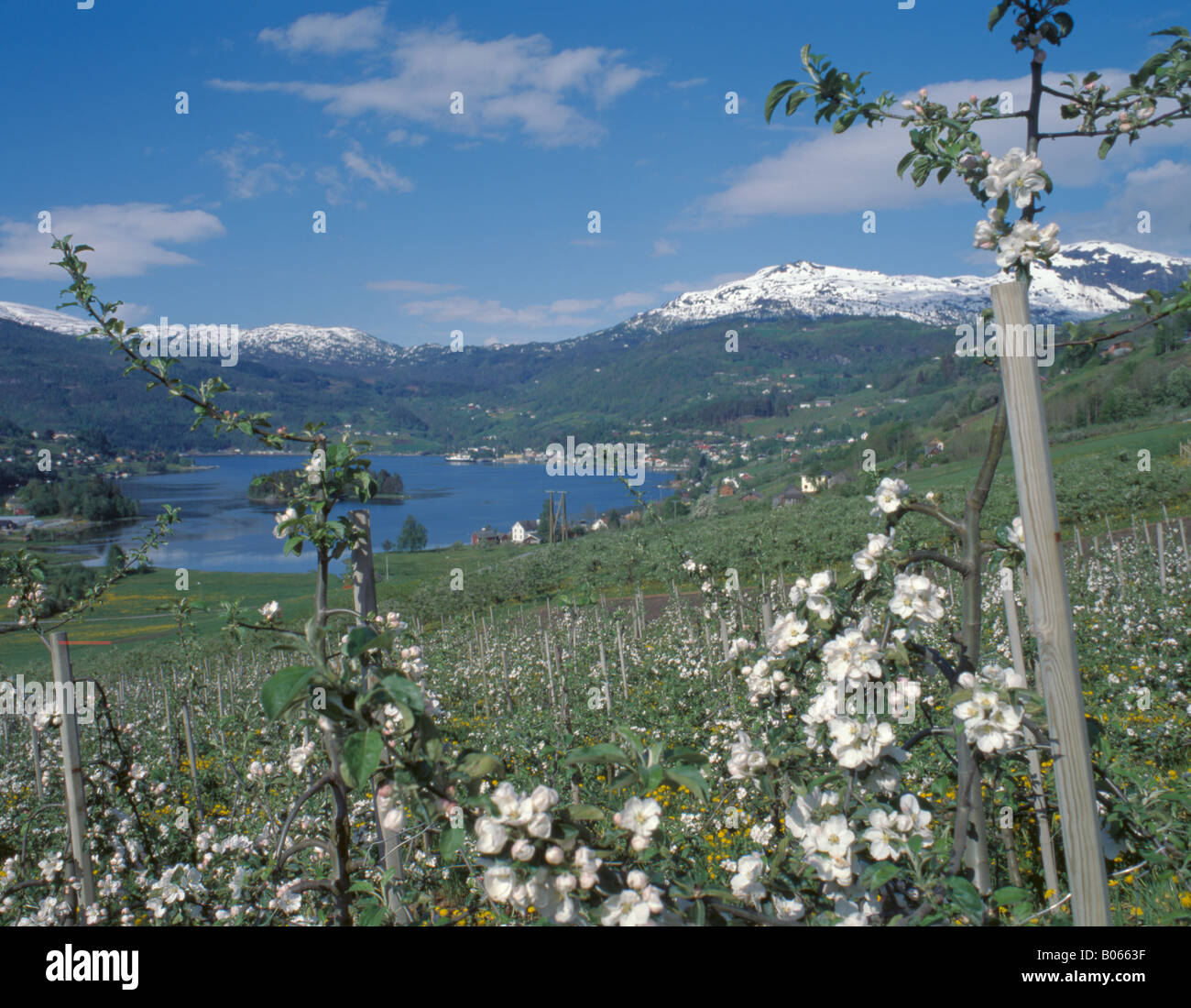 Apple orchard norway hi-res stock photography and images - Alamy
