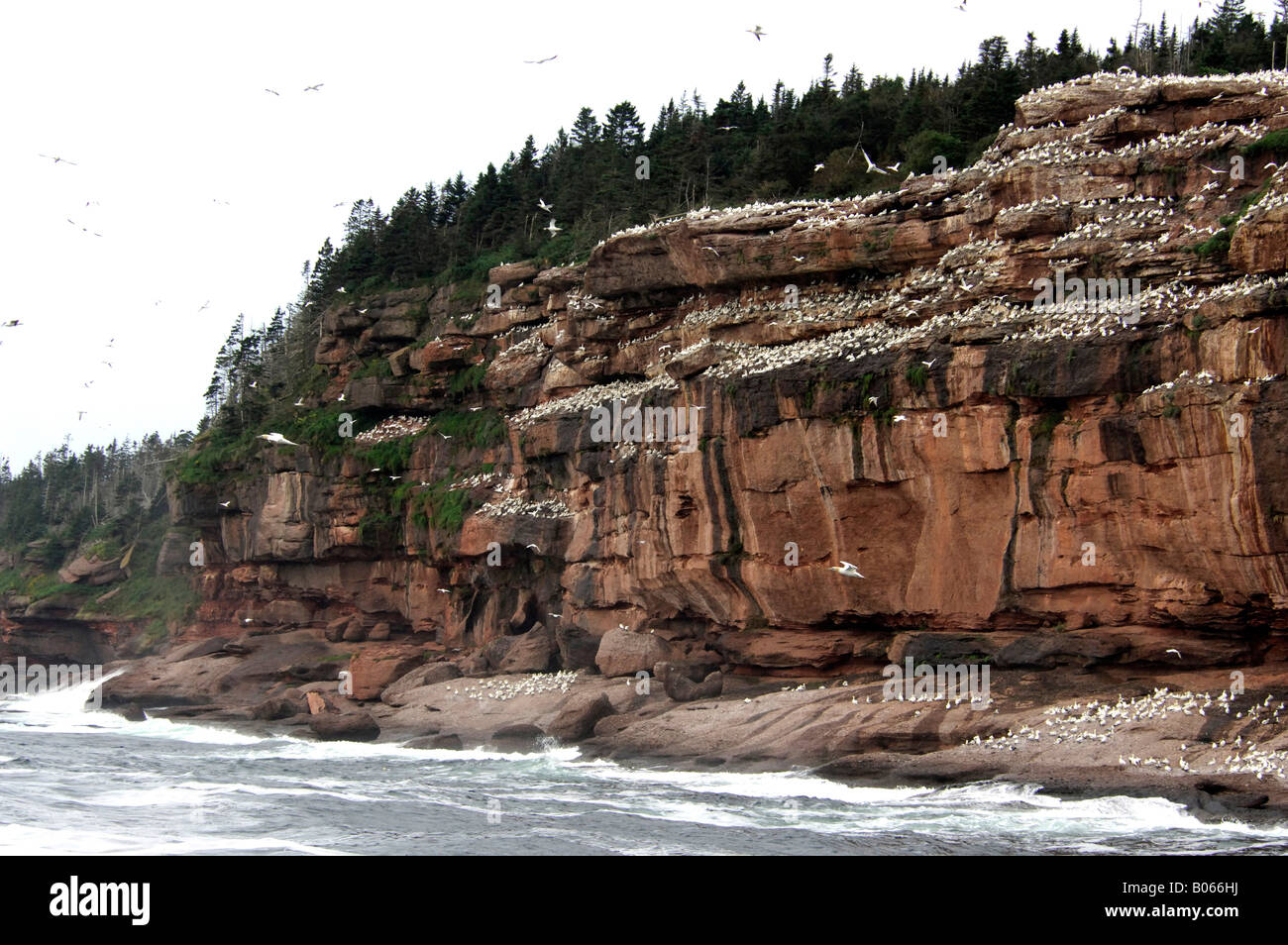 Canada, Quebec, Perce. Bonaventure National Park, world's largest ...