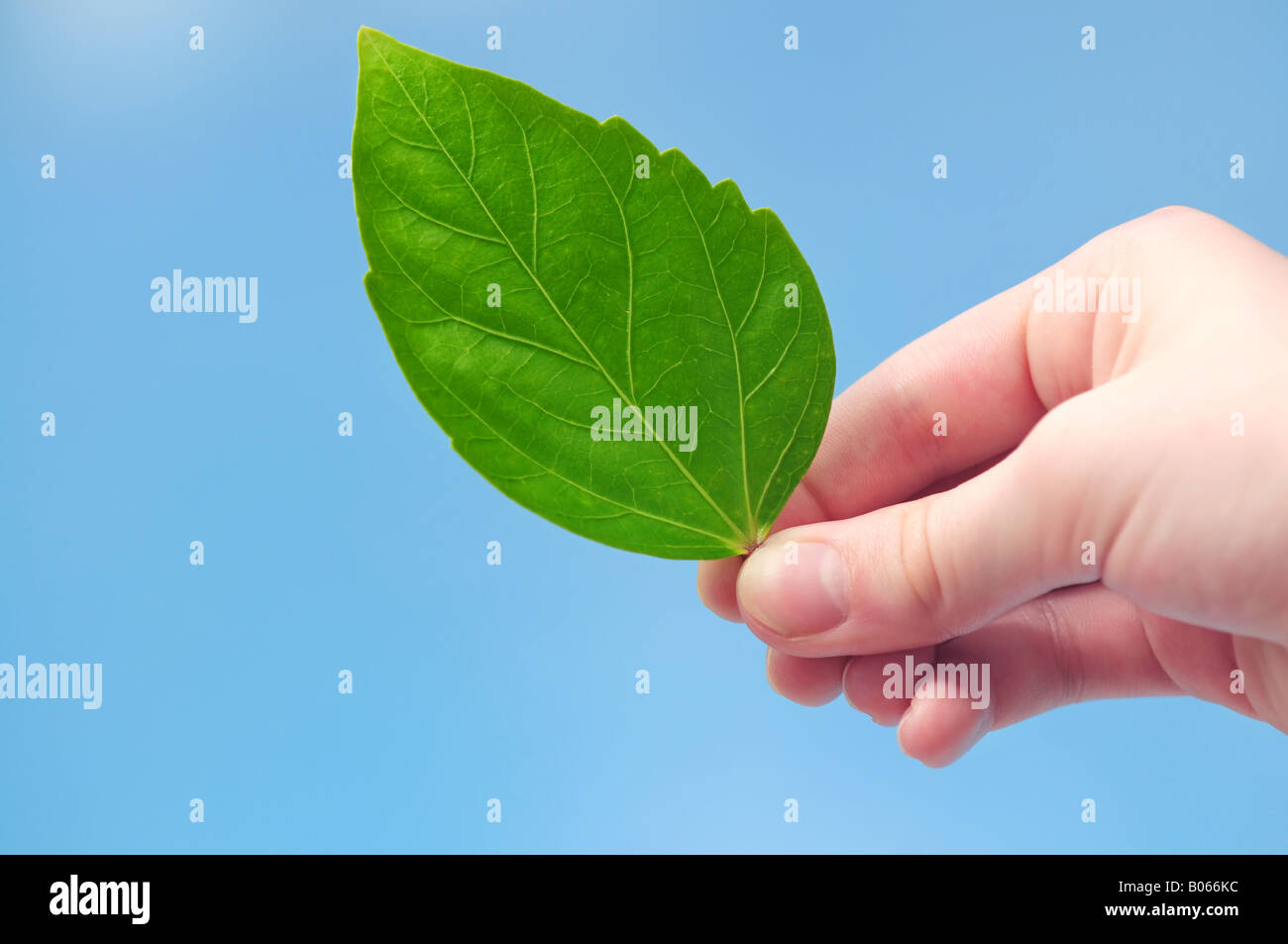 Hand holding fresh green leaf on blue background Stock Photo - Alamy