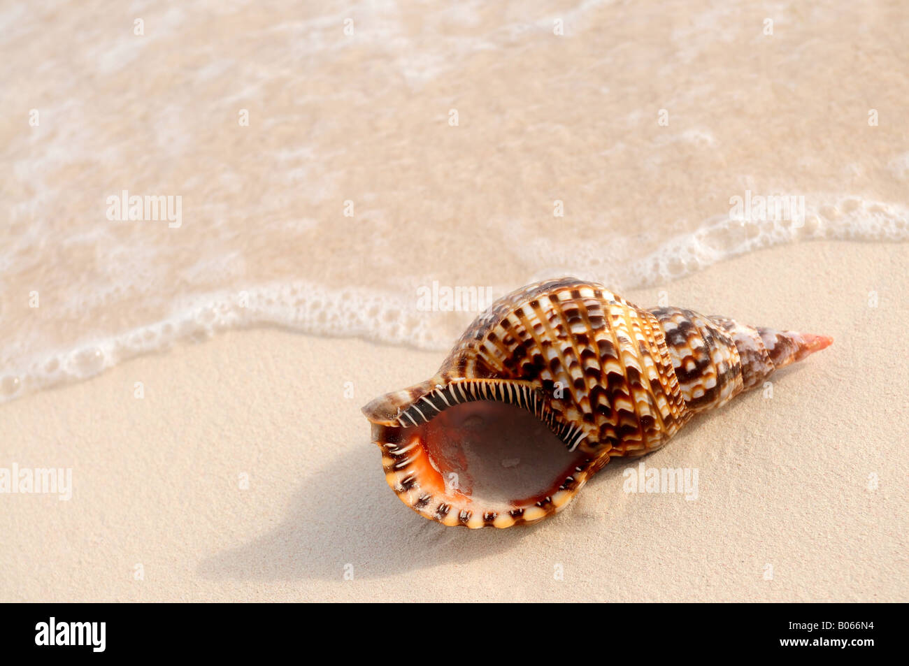 Seashell and ocean wave on sandy tropical beach Stock Photo - Alamy