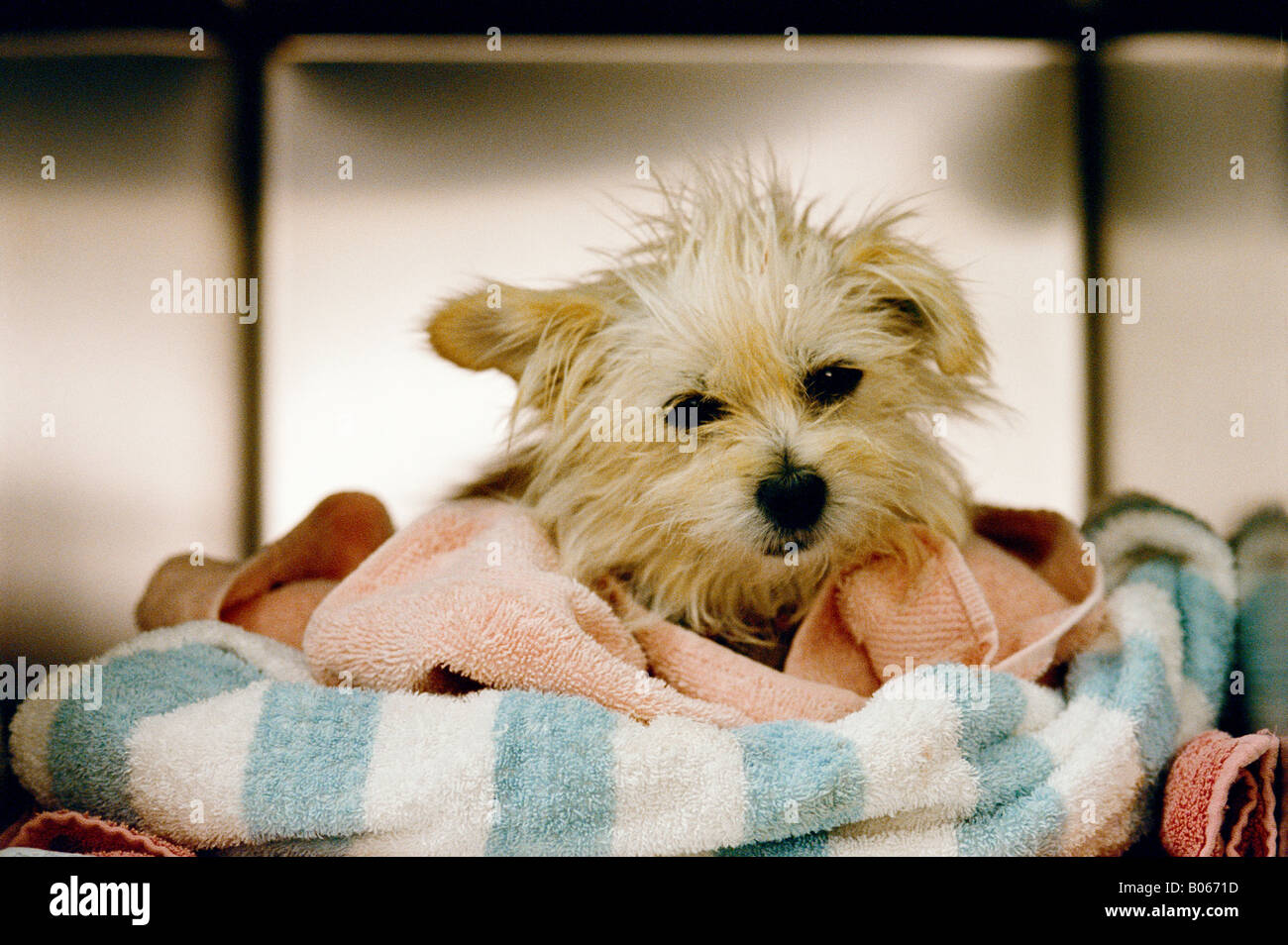 female dog in recovery after surgery Stock Photo - Alamy