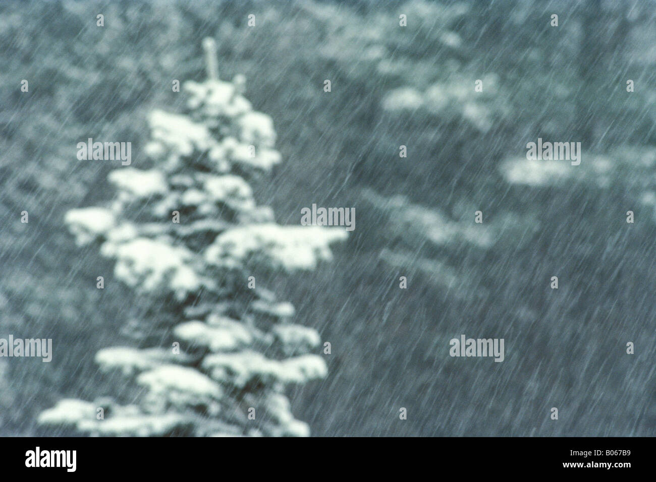 Falling snow, forest, evergreen tree Ottawa Ontario Canada Stock Photo ...