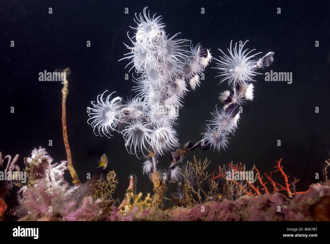 Coralstalks hi-res stock photography and images - Alamy