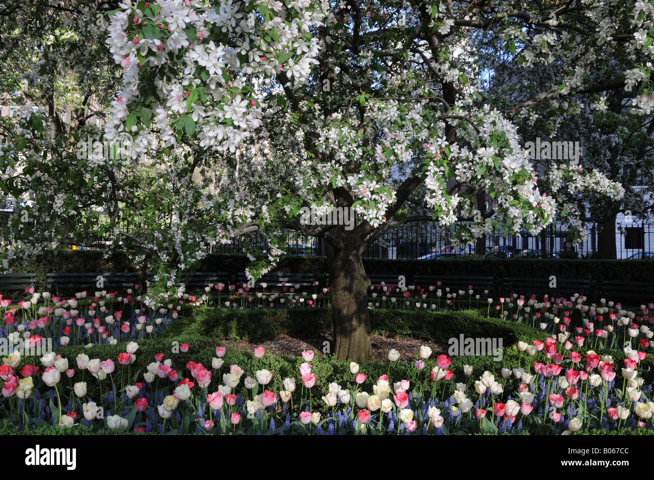 Tulips bloom under a crab apple tree in a park in Lower Manhattan Stock ...