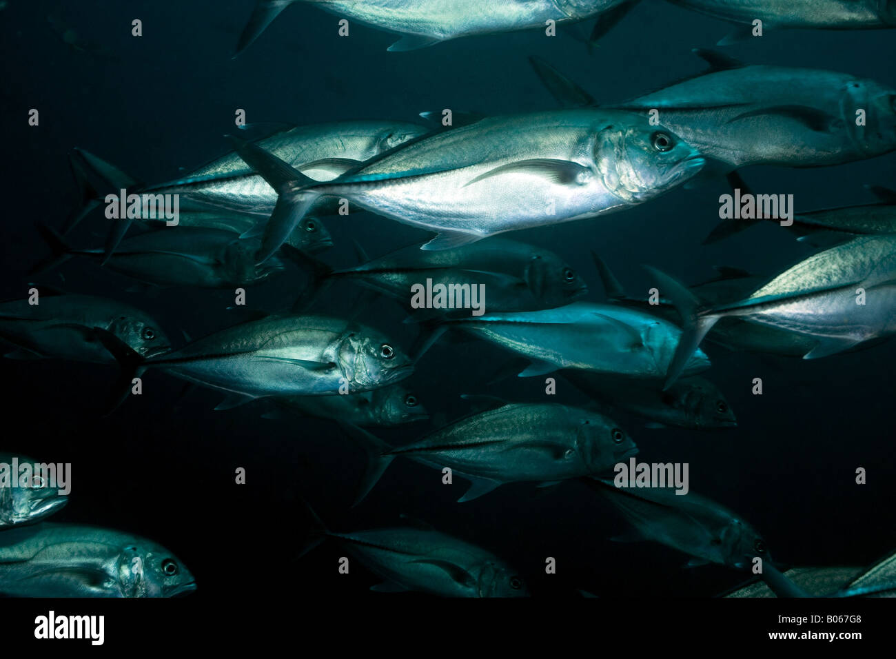 Blue trevallies hi-res stock photography and images - Alamy