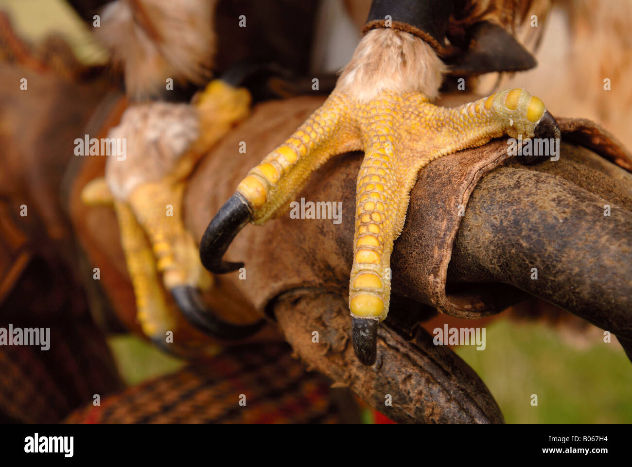 THE TALONS OF A GOLDEN EAGLE AQUILA CHRYSAETOS USED TO HUNT FOXES WITH ...