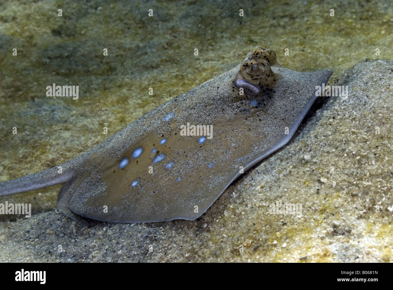 Blue spotted stingray lying on the sand bottom under water Stock Photo ...