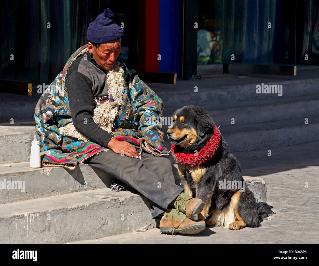 Tibetan dog hi-res stock photography and images - Alamy