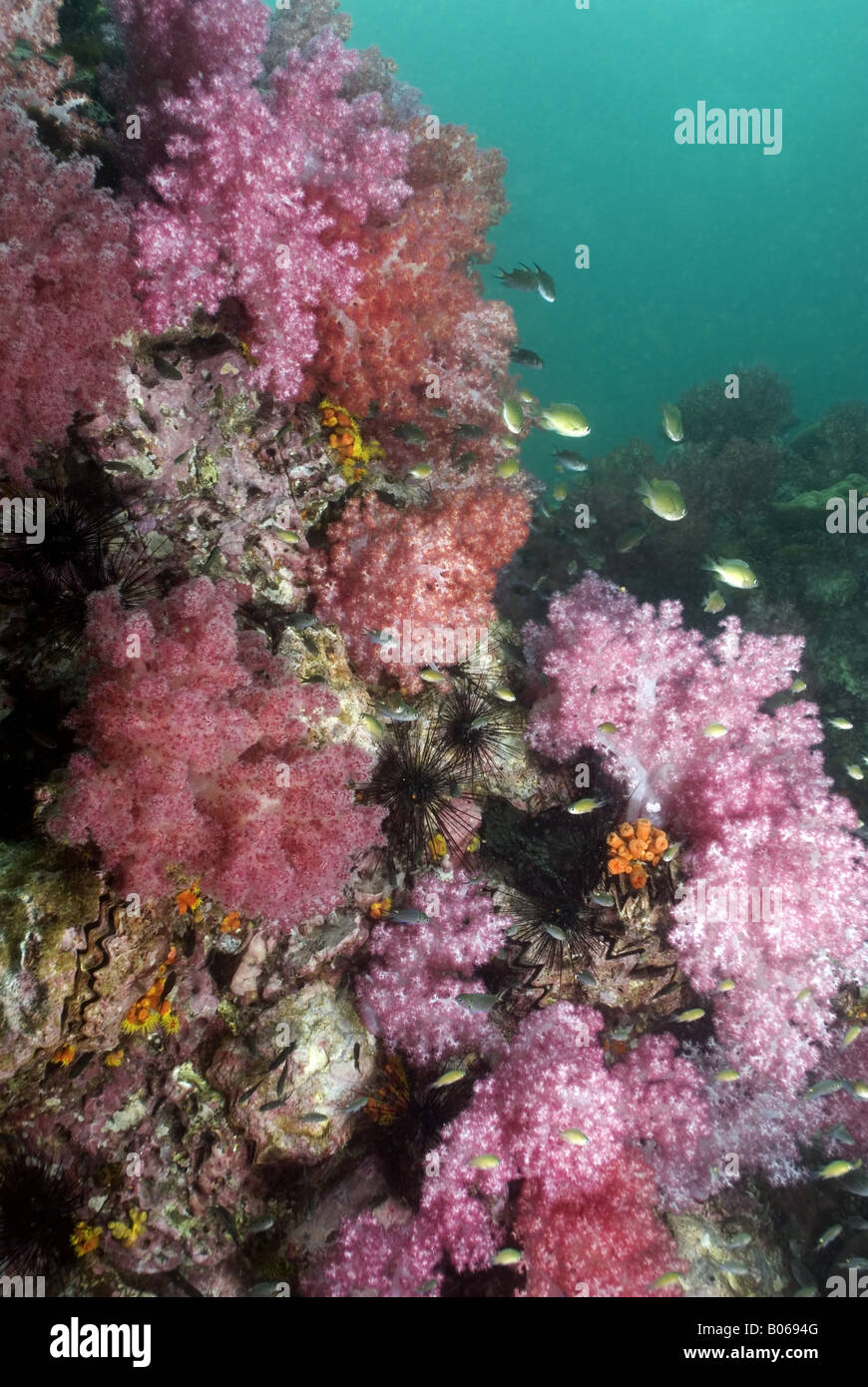 fish on red and pink soft coral reef against blue background under ...