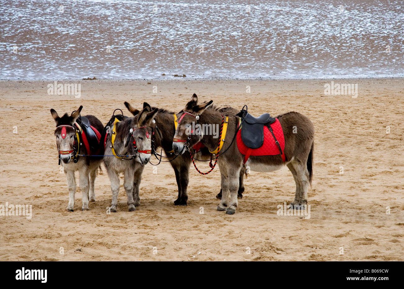 DONKEYS ON THE BEACH AT CLEETHORPES. LINCOLNSHIRE. ENGLAND. UK Stock ...