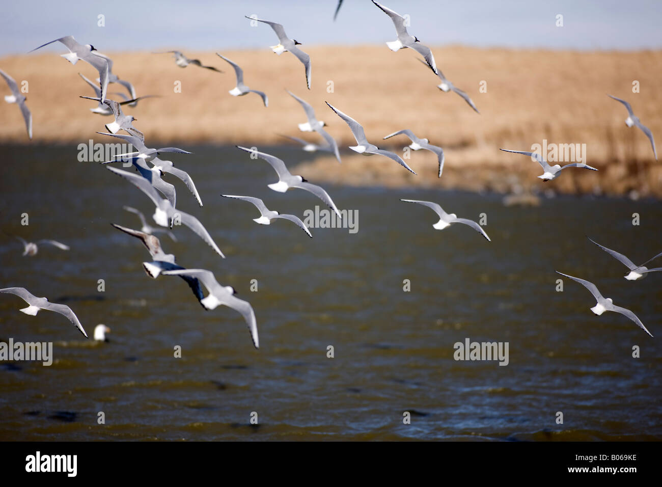 Flying birds at Seltjarnarnes Iceland Fuglar á flugi við Seltjarnarnes ...